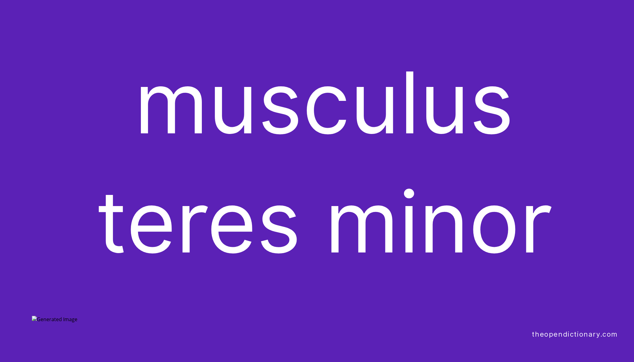 Musculus Teres Minor Meaning Of Musculus Teres Minor Definition Of